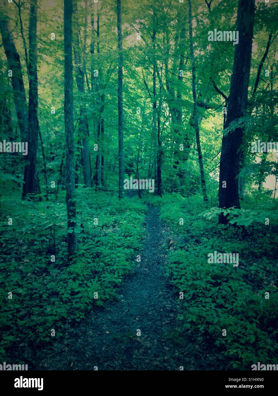 A path in the woods leads to many places within oneself Stock Photo - Alamy