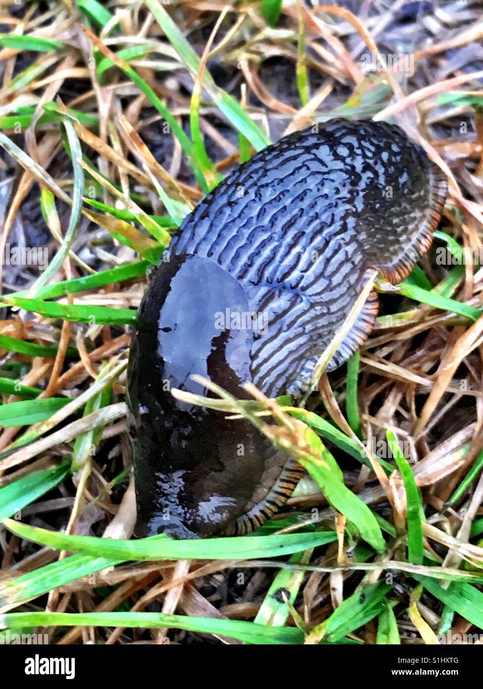 Wet slug hi-res stock photography and images - Alamy