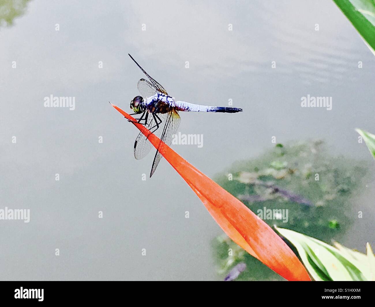 Real life dragon hi-res stock photography and images - Alamy