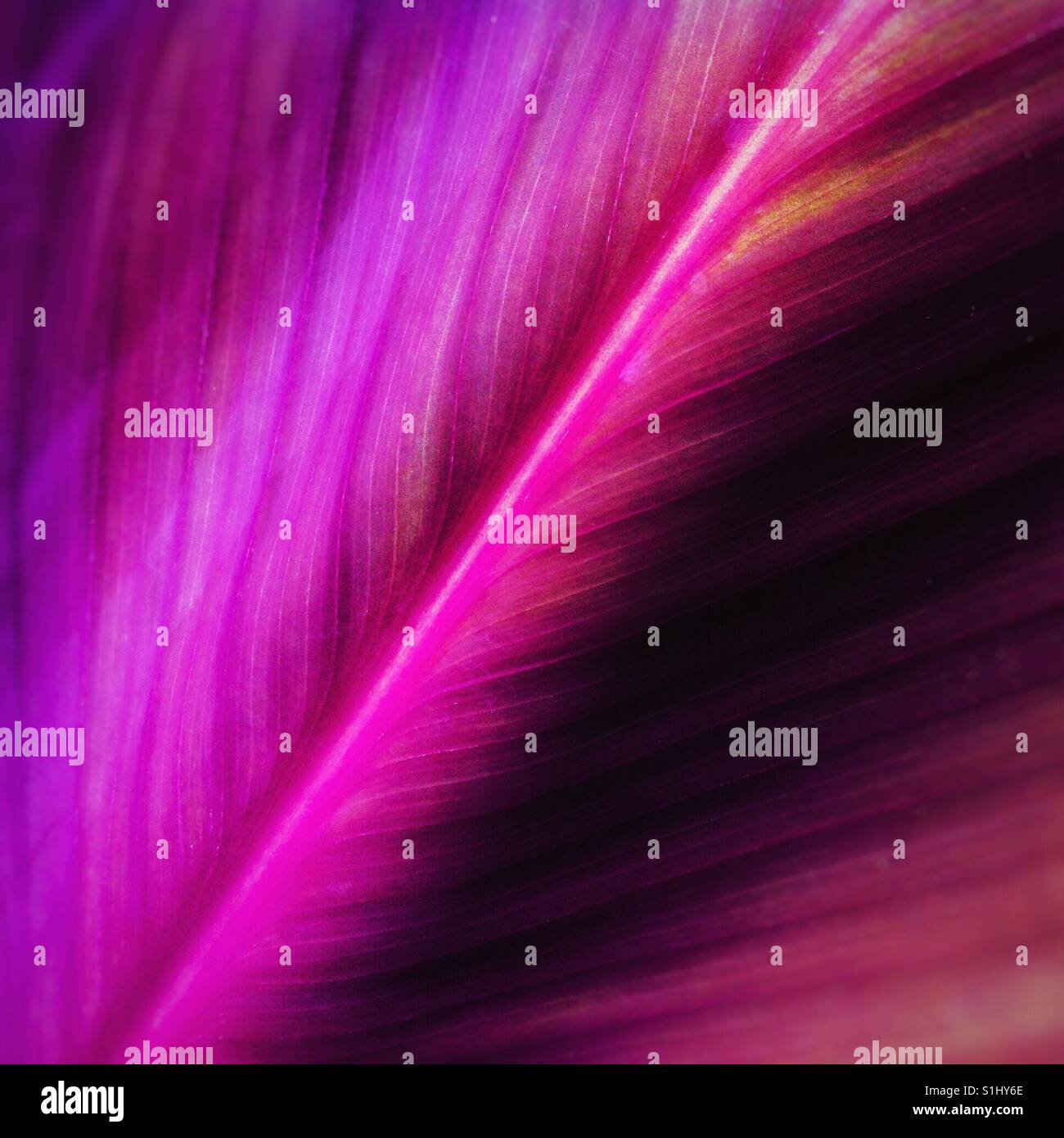 Canna lily leaf hi-res stock photography and images - Alamy