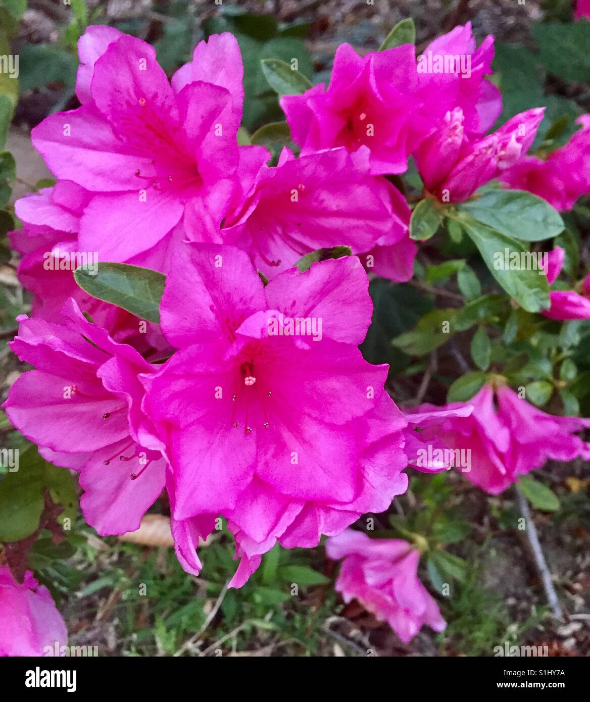 Georgia spring hi-res stock photography and images - Alamy