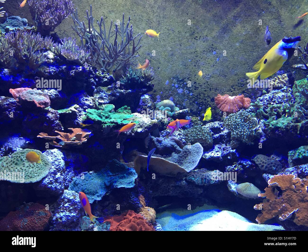 Saltwater aquarium hi-res stock photography and images - Alamy