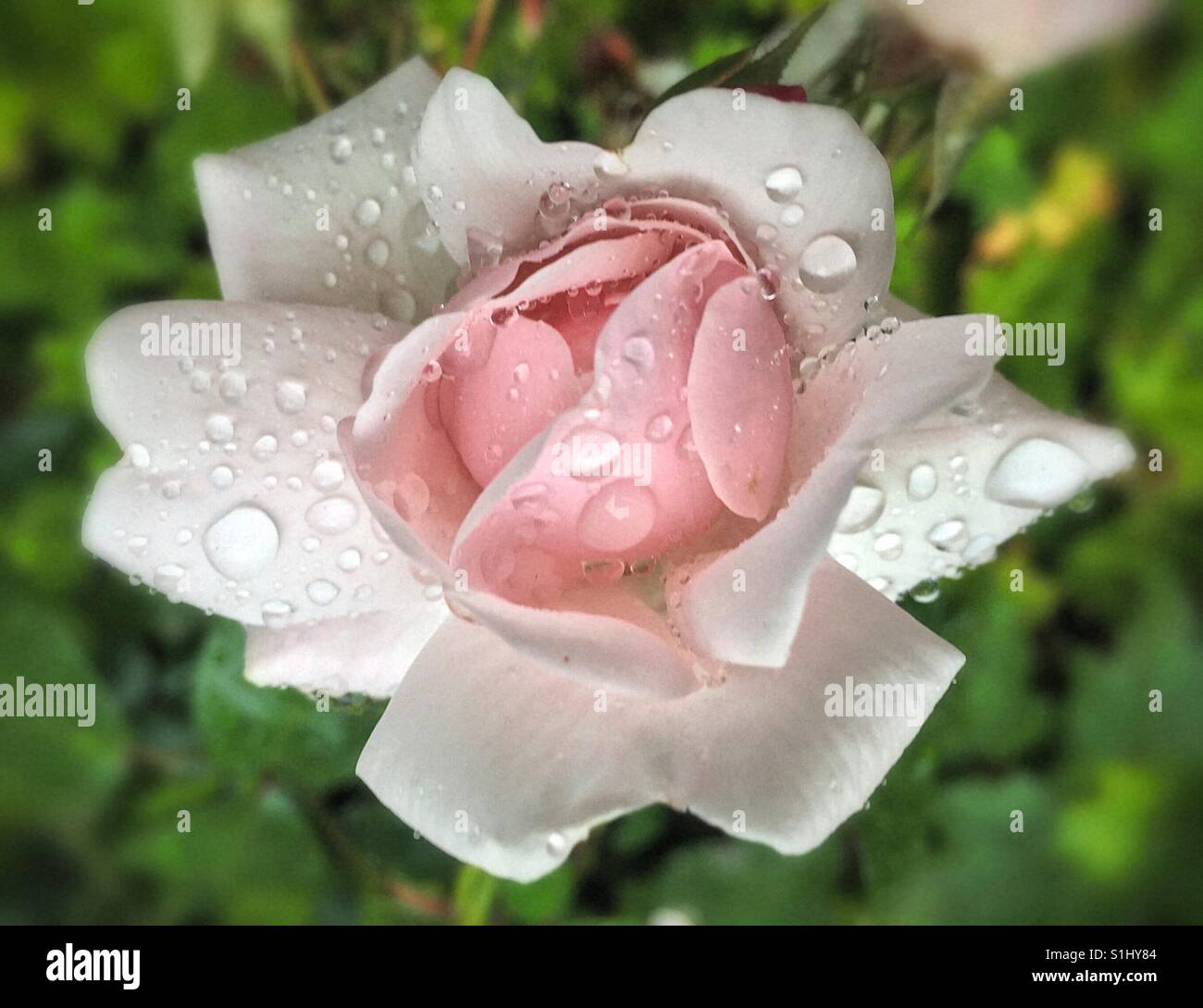 Roses with rain drops hi-res stock photography and images - Alamy