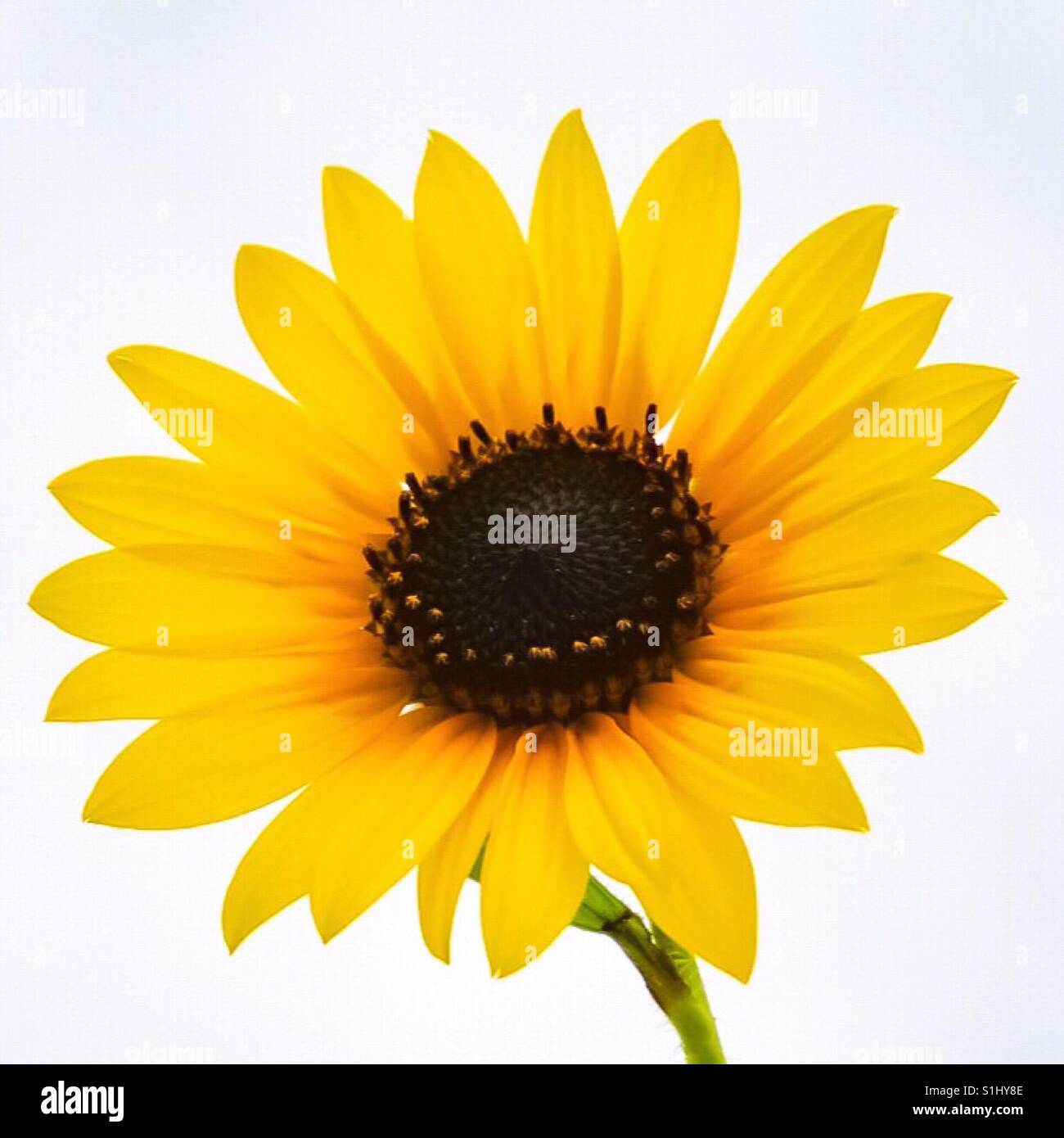 An up close look at a golden yellow Sunflower Stock Photo - Alamy