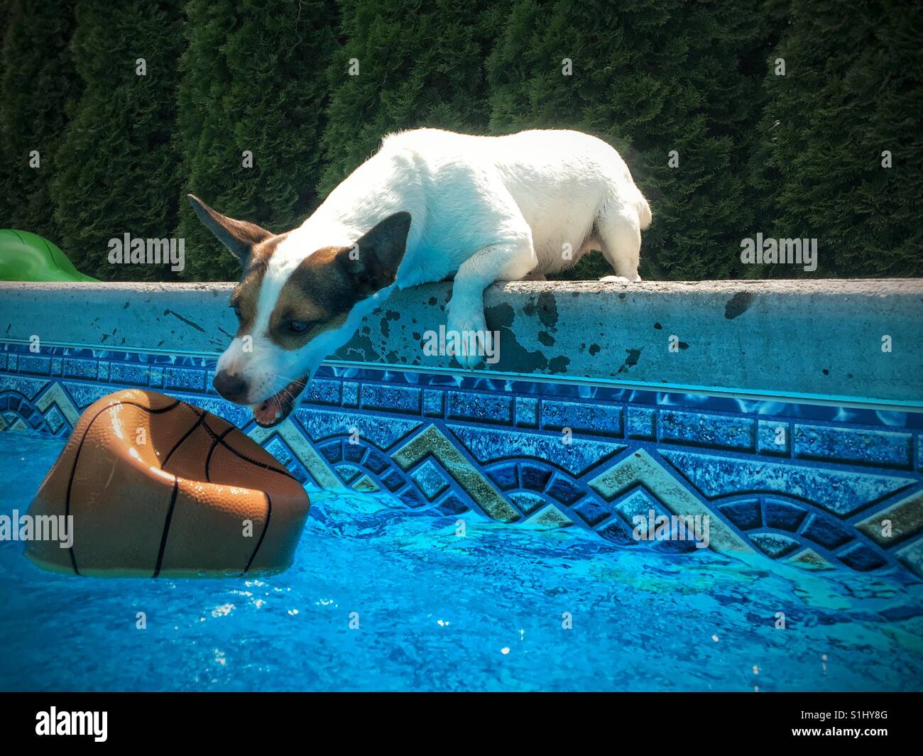 Jack Russell Terrier dog reaching for a deflated basket ball floating ...