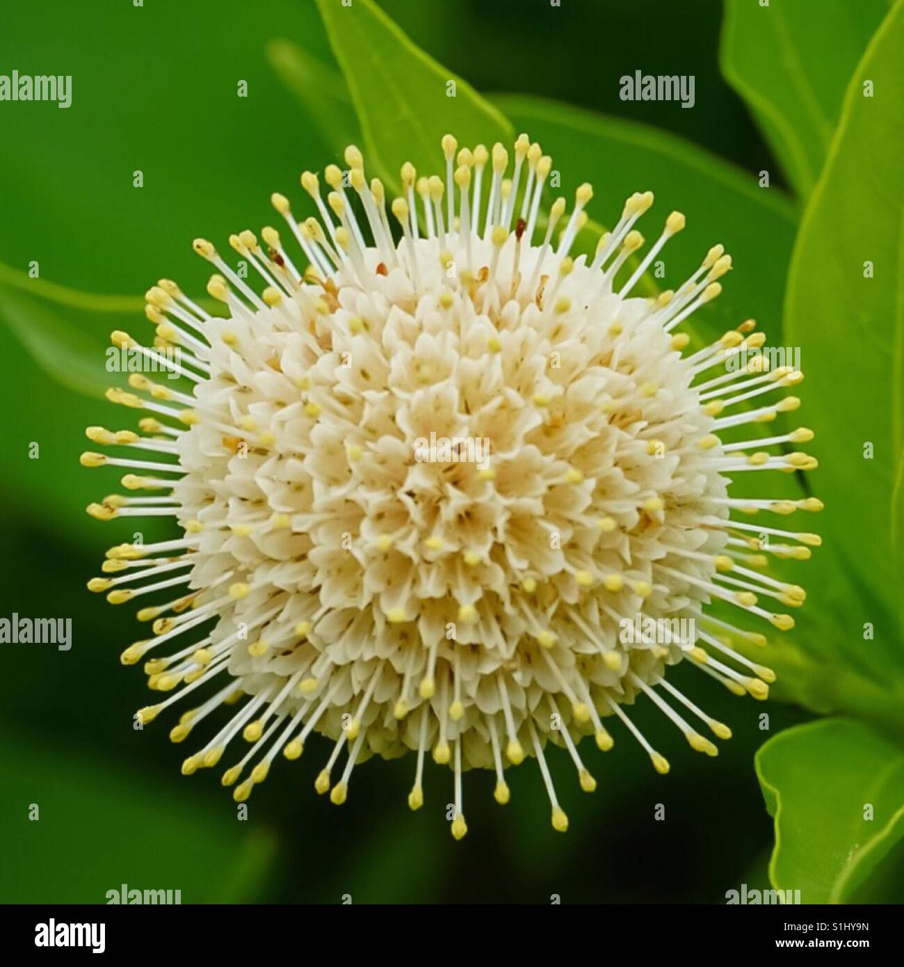An up close view of the Button Bush Flower Stock Photo - Alamy