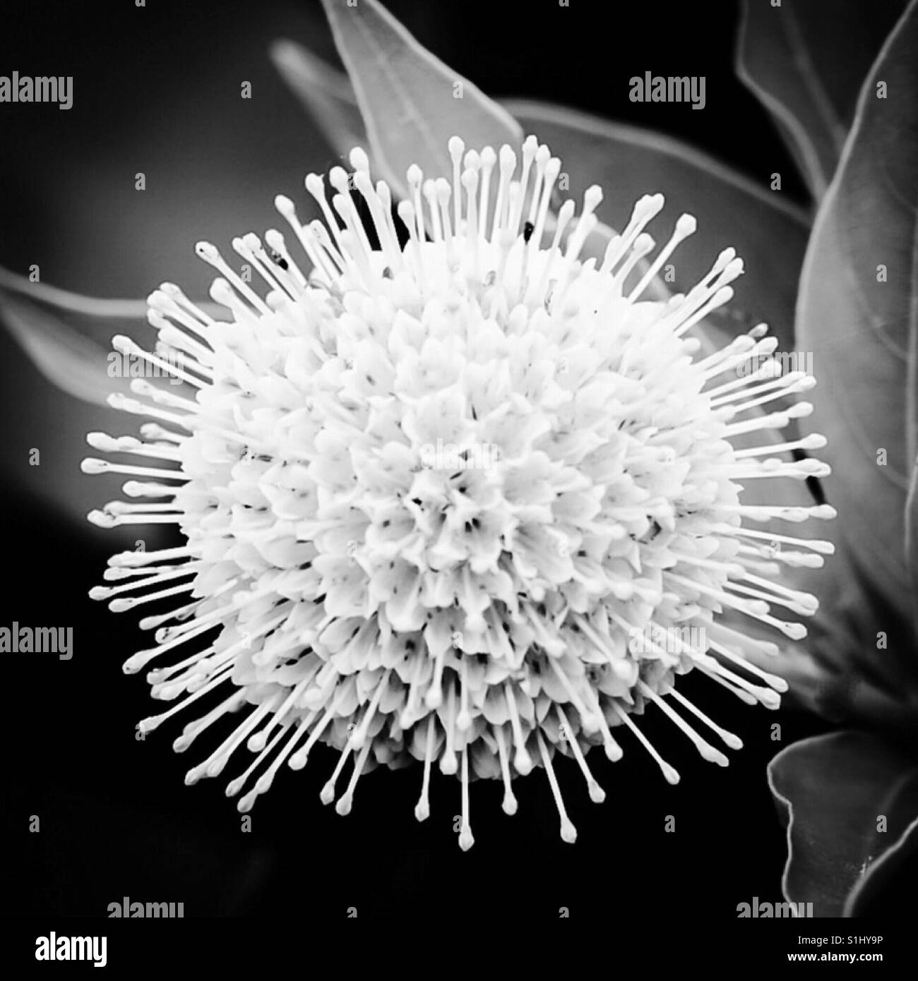 Button bush Black and White Stock Photos & Images - Alamy