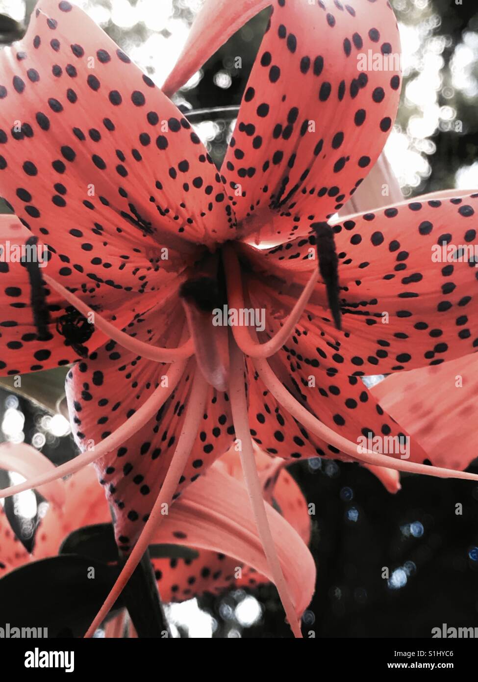 Spotted lily hi-res stock photography and images - Alamy