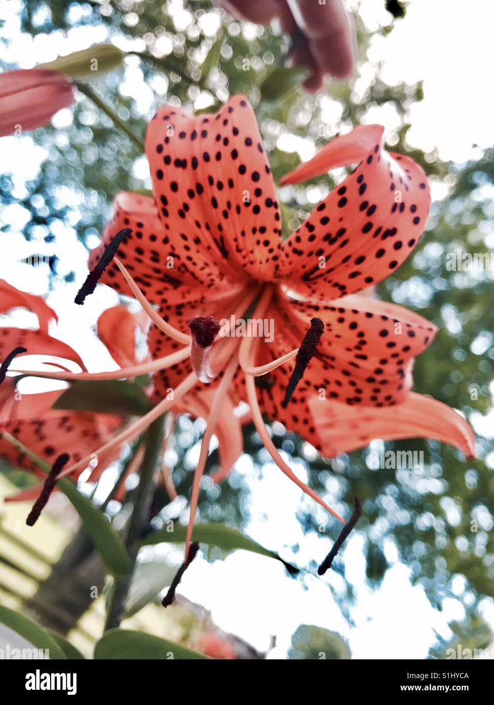 Spotted lily hi-res stock photography and images - Alamy