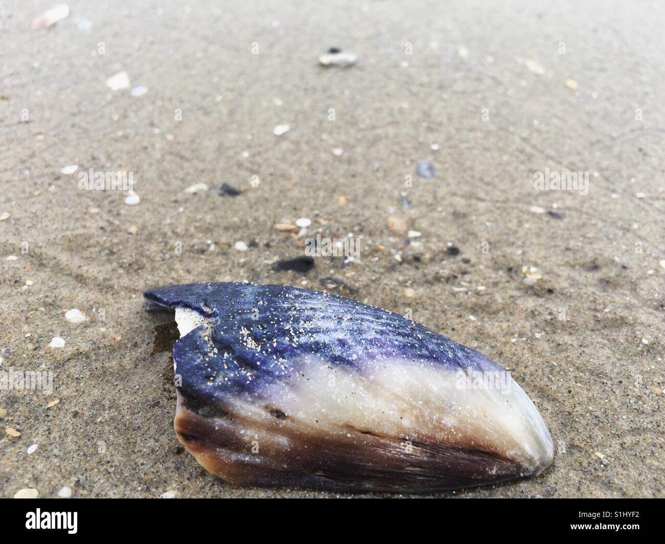 seashell washed up on a beach Stock Photo - Alamy