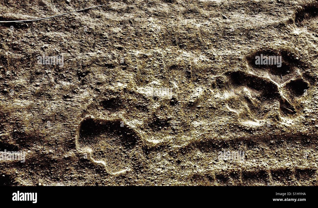 Cat paw prints hi-res stock photography and images - Alamy