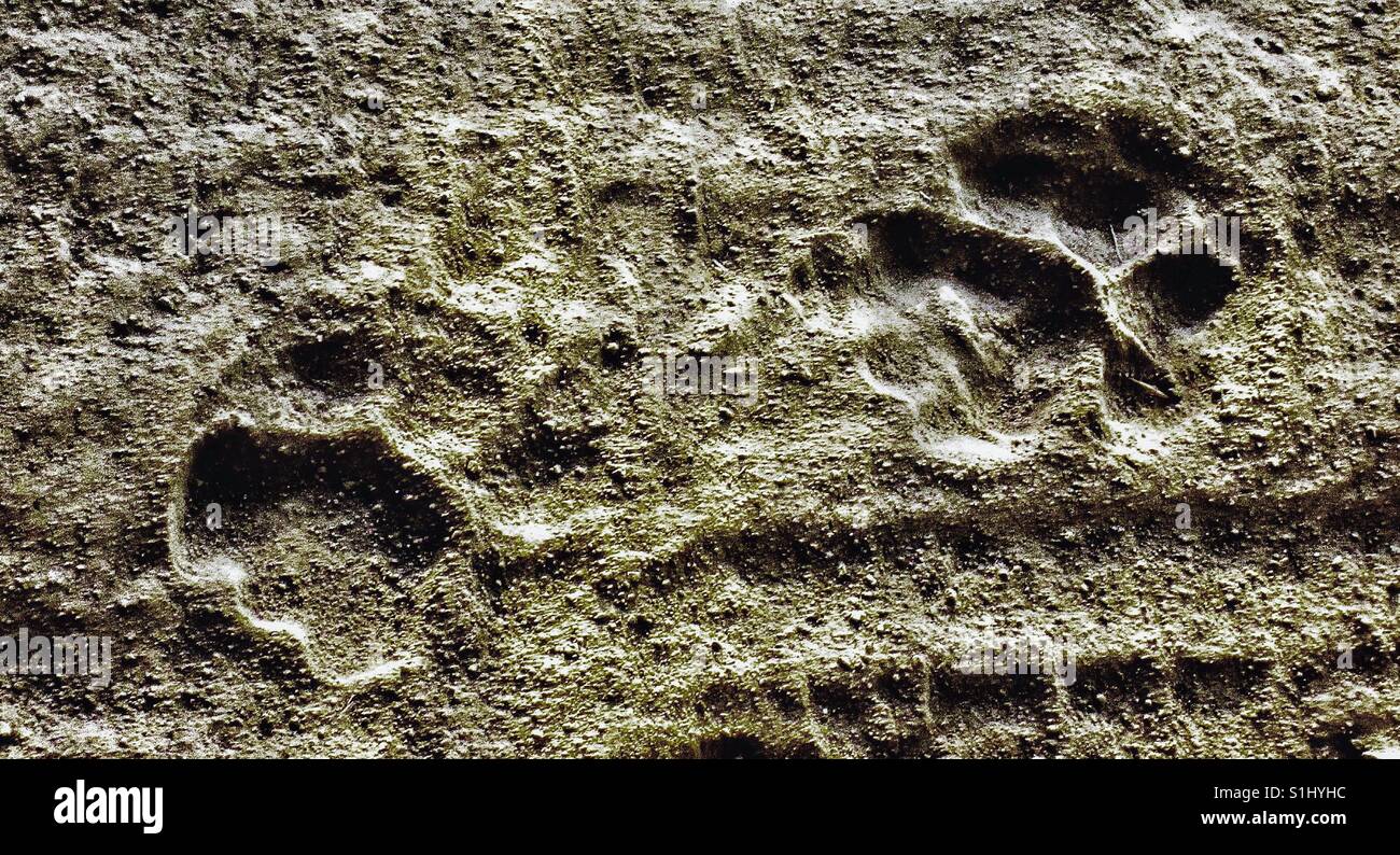 Lion footprint hi-res stock photography and images - Alamy