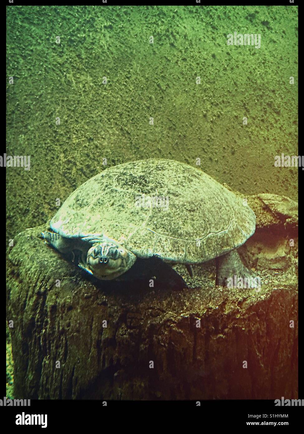 Under water shell hi-res stock photography and images - Alamy