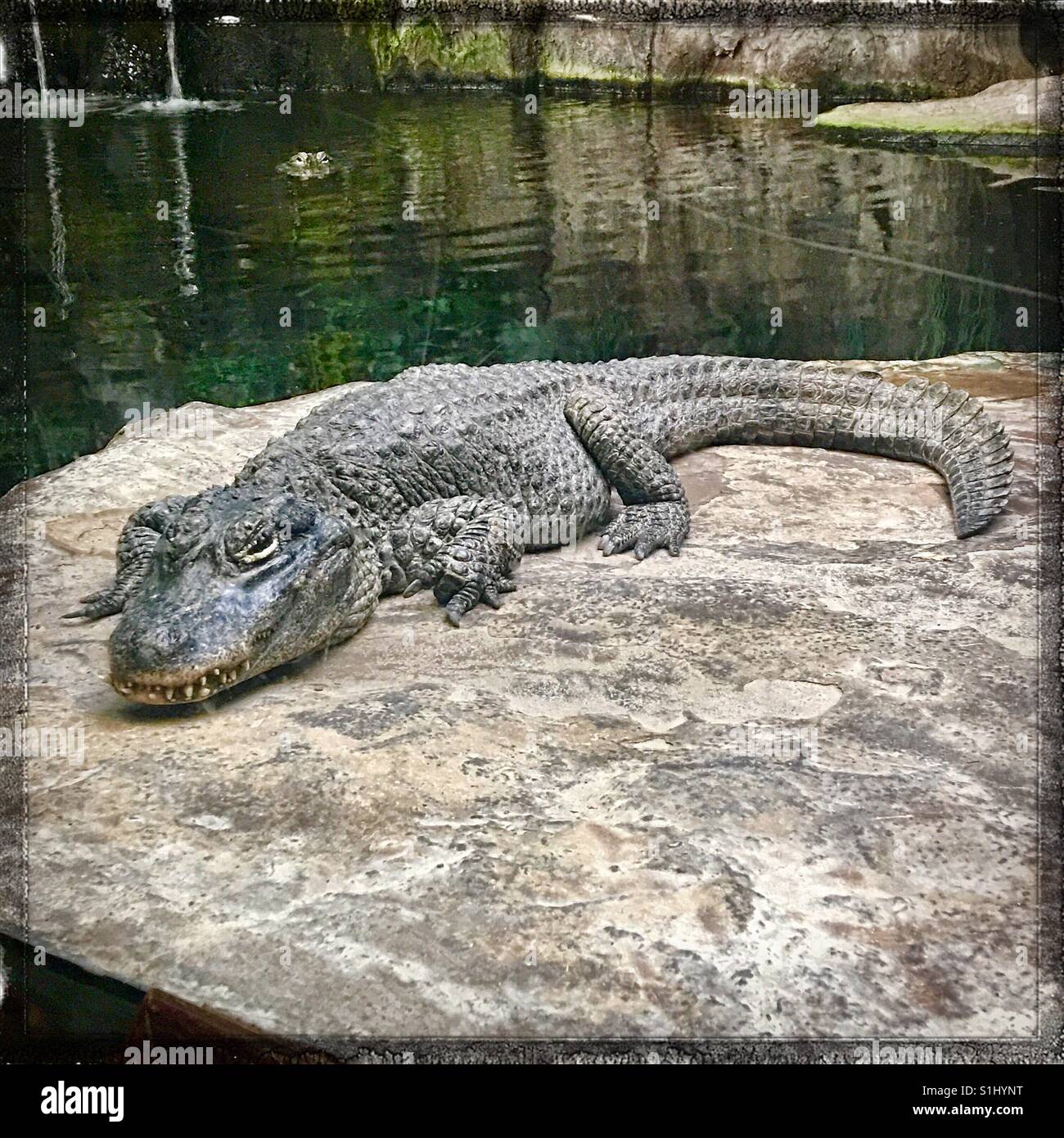 Chinese alligator hi-res stock photography and images - Alamy