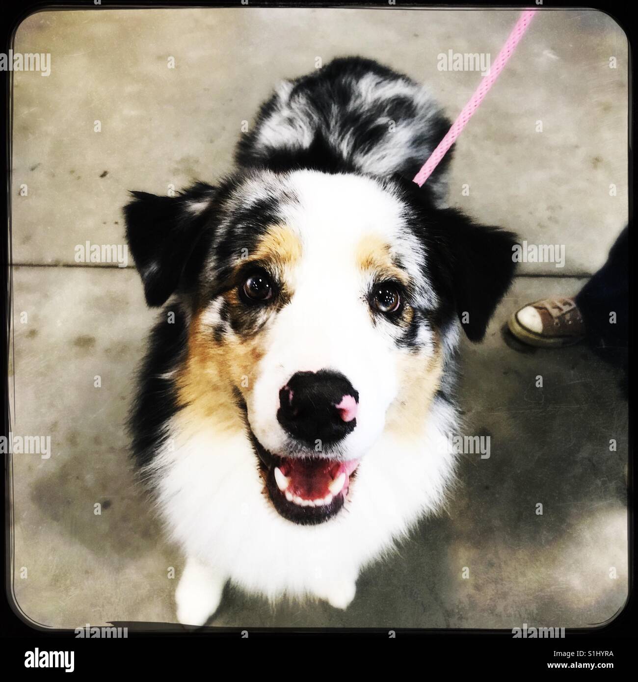 Blue merle aussie hi-res stock photography and images - Alamy