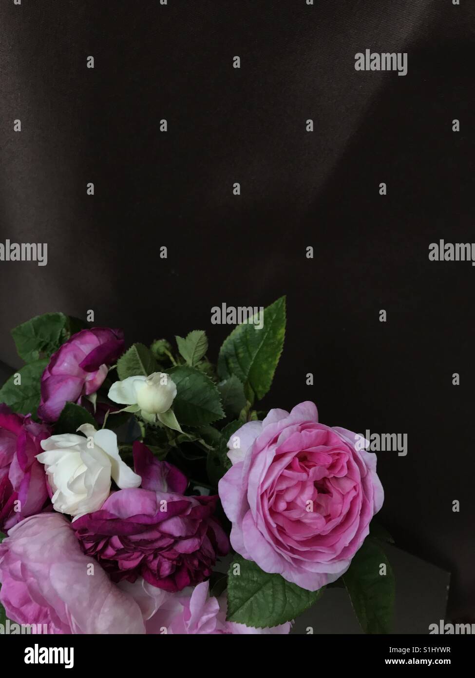 Different color roses hi-res stock photography and images - Alamy