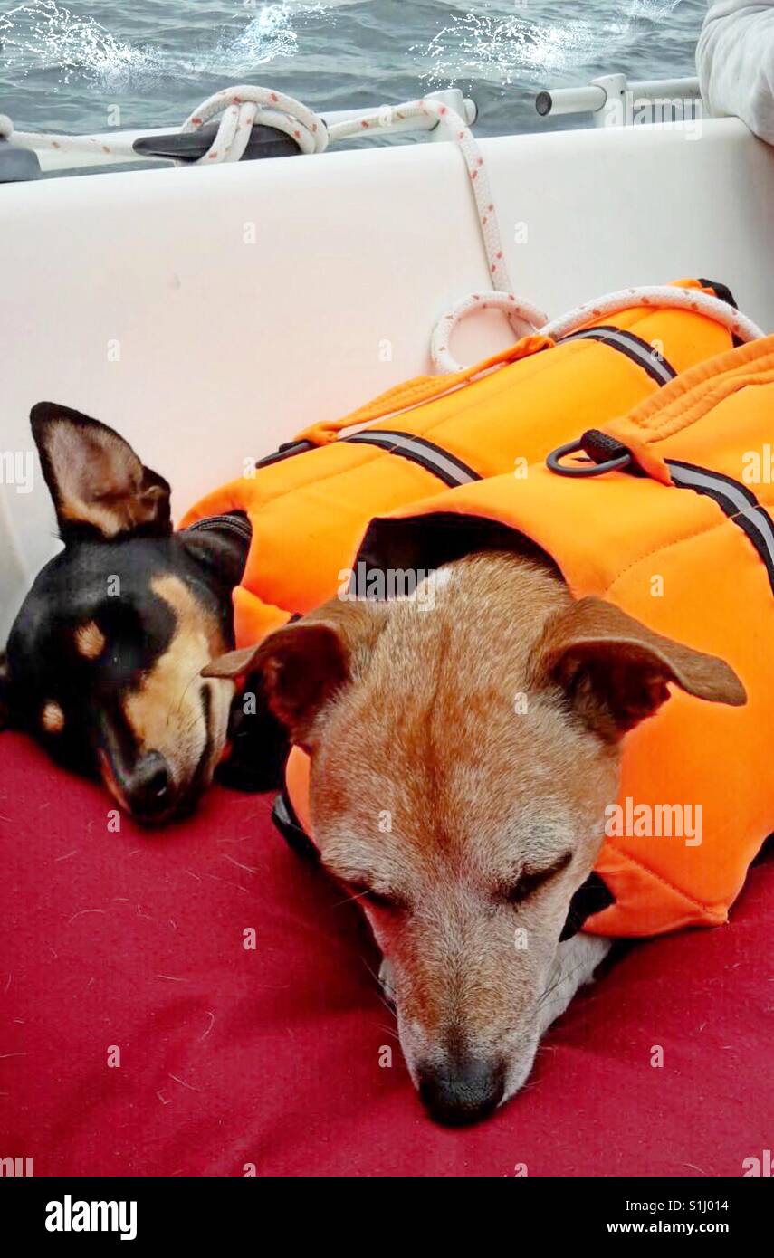 Sailing dogs hi-res stock photography and images - Alamy