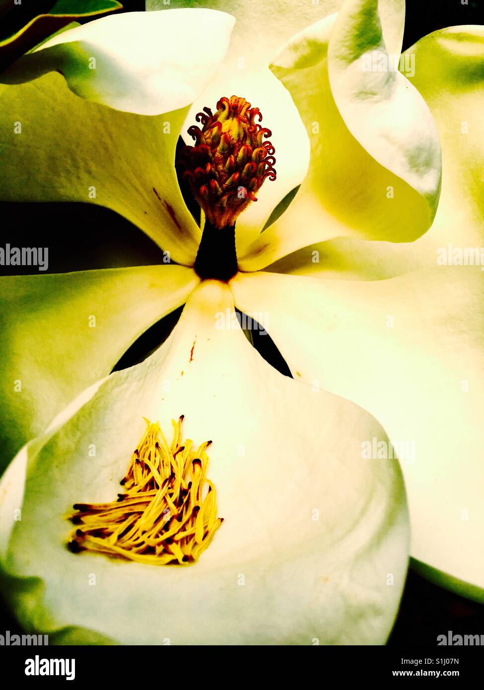 Ficus flower hi-res stock photography and images - Alamy