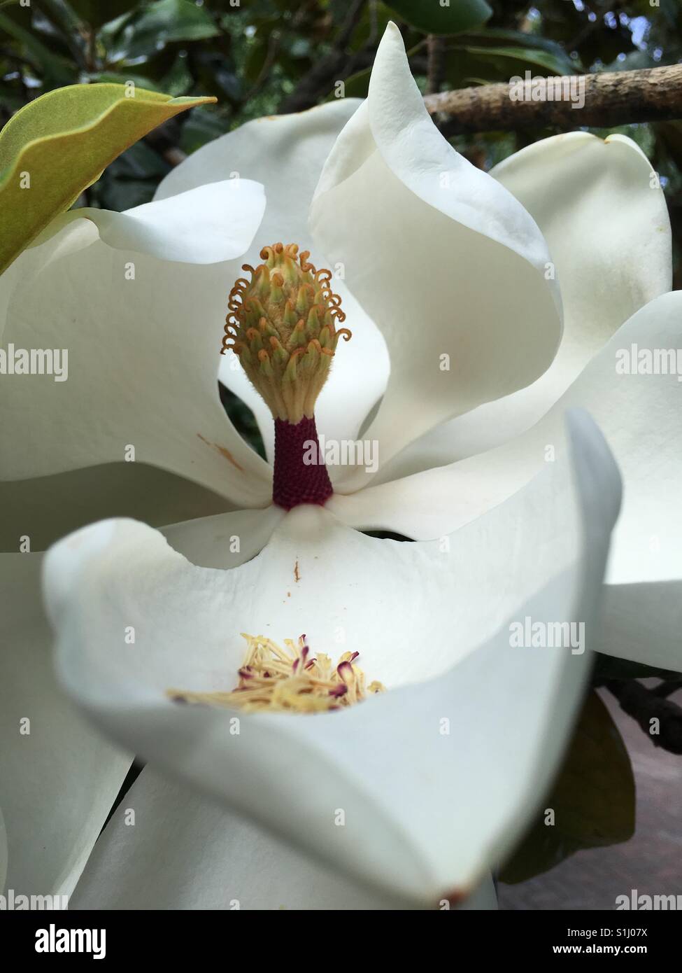 Ficus flower hi-res stock photography and images - Alamy