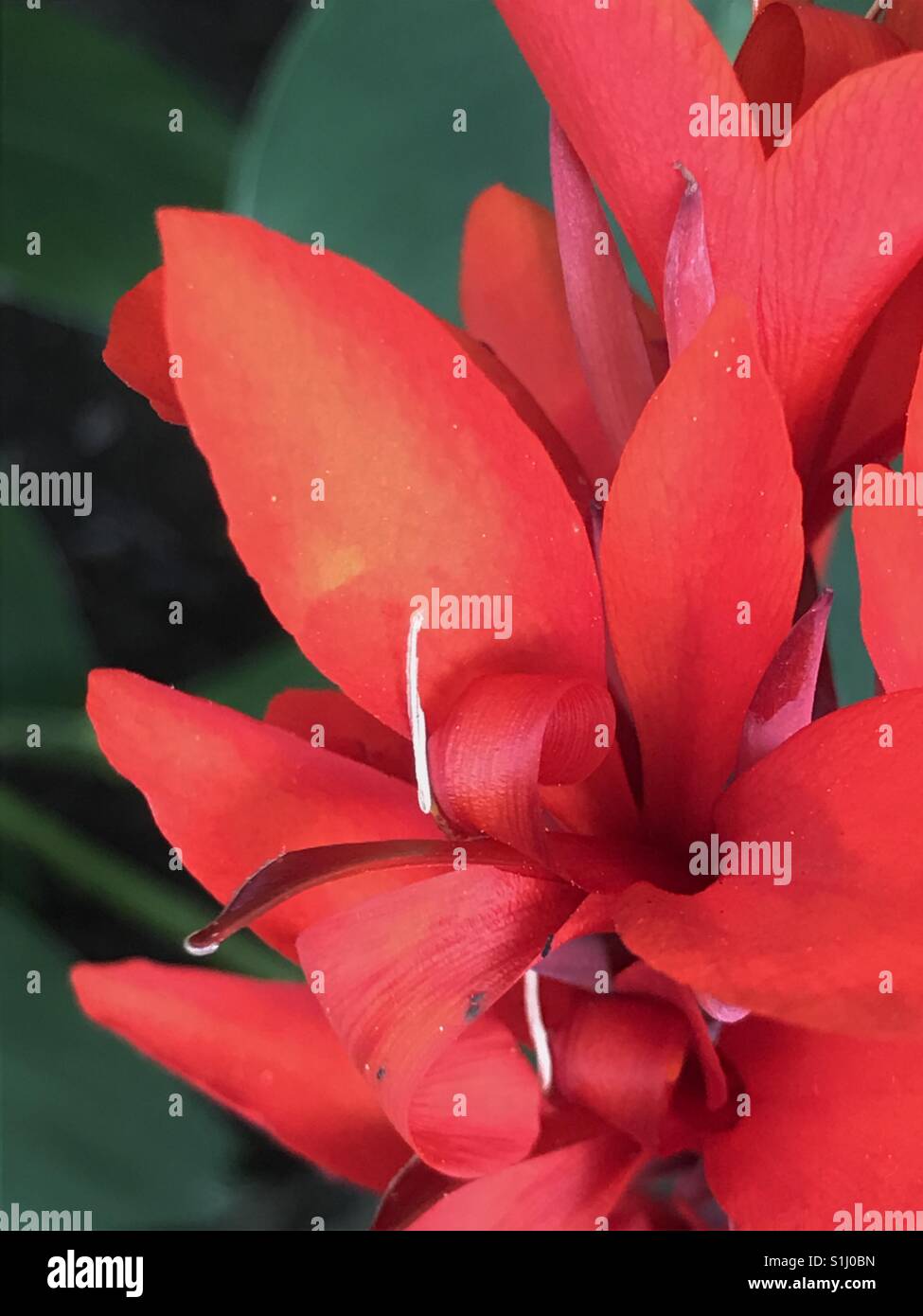 Tennessee flowers hi-res stock photography and images - Alamy