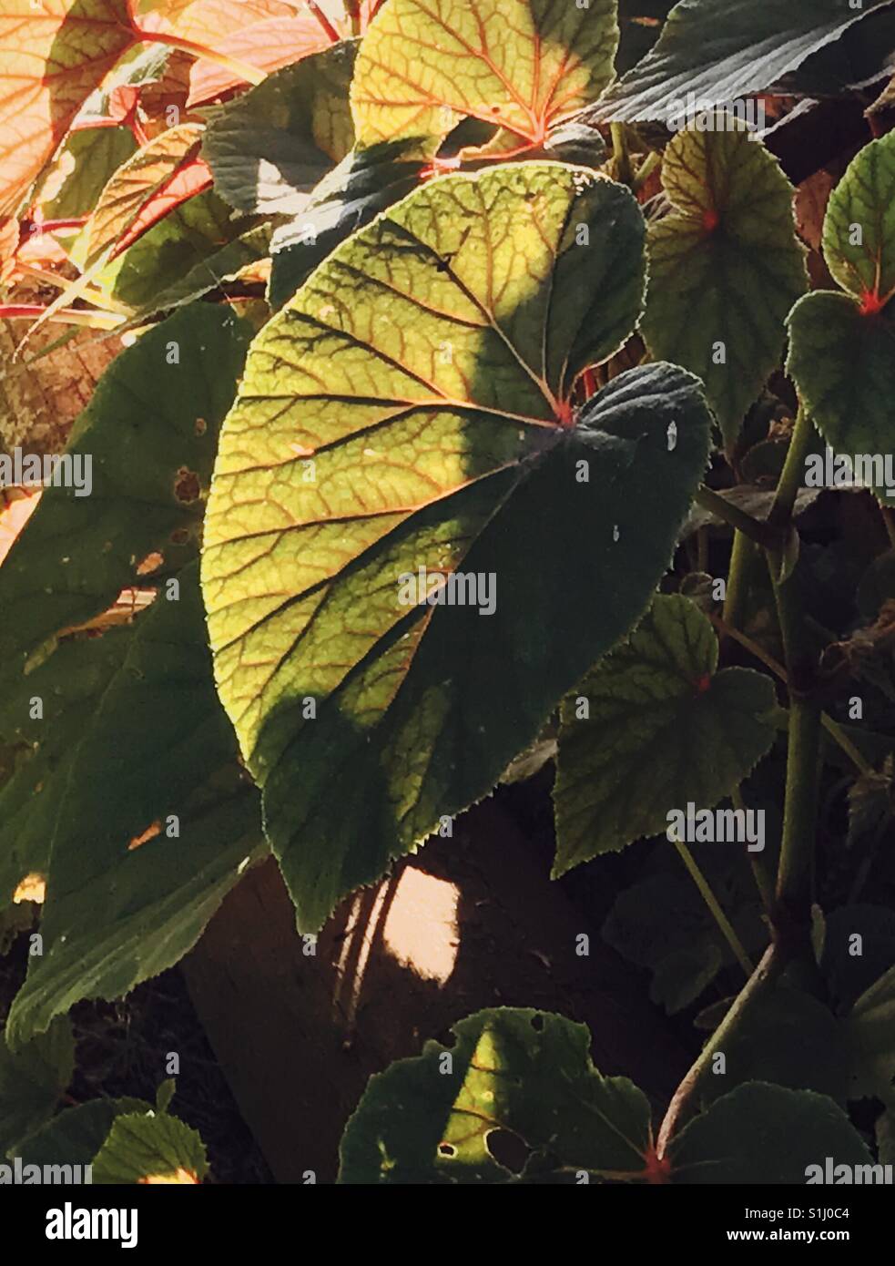 Backlit plants early Tennessee morning Stock Photo - Alamy