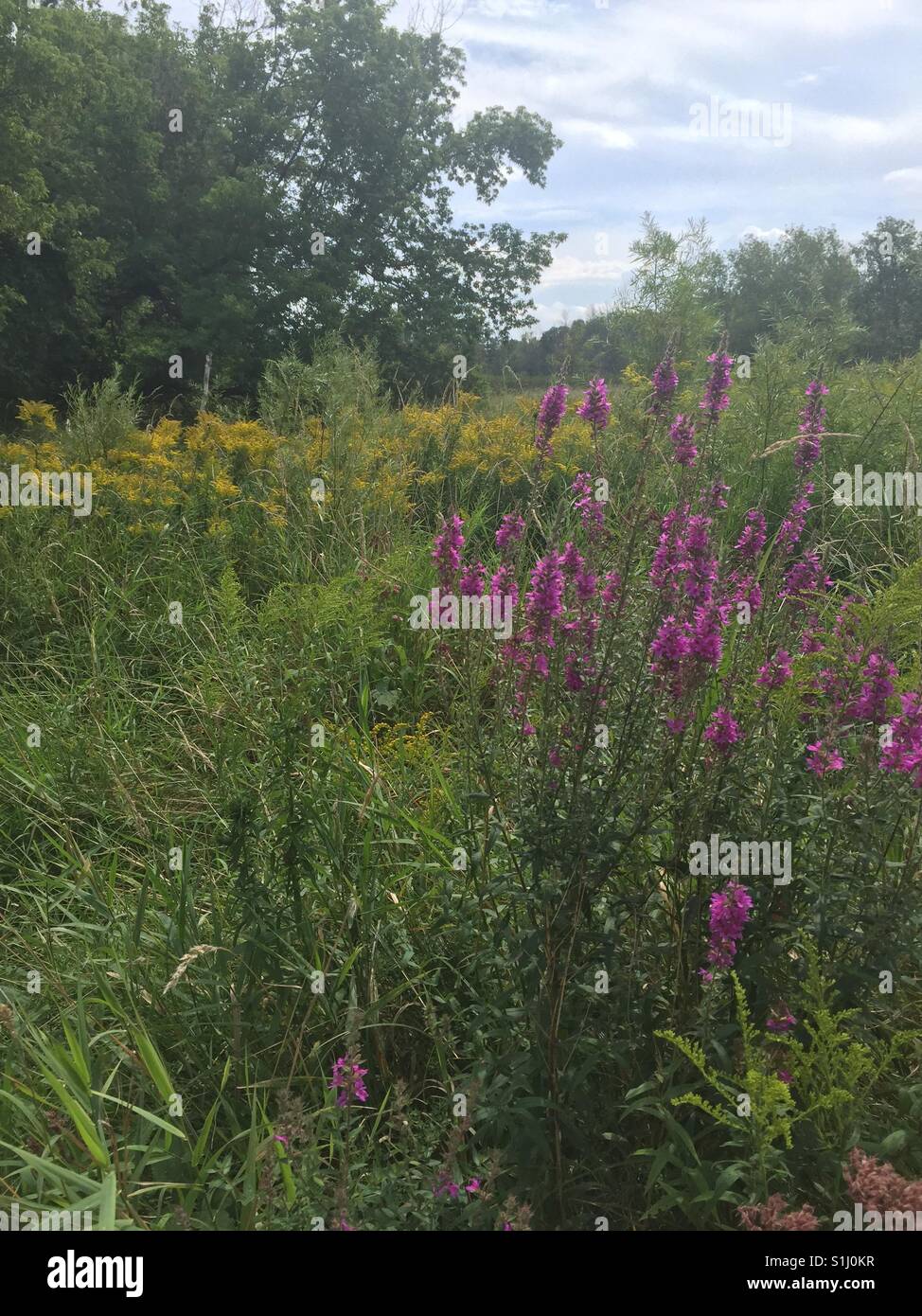 Spring meadow flowers hi-res stock photography and images - Alamy