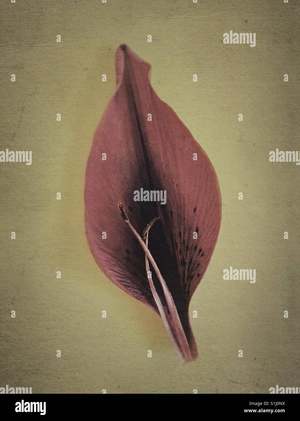 Stamen detail hi-res stock photography and images - Alamy