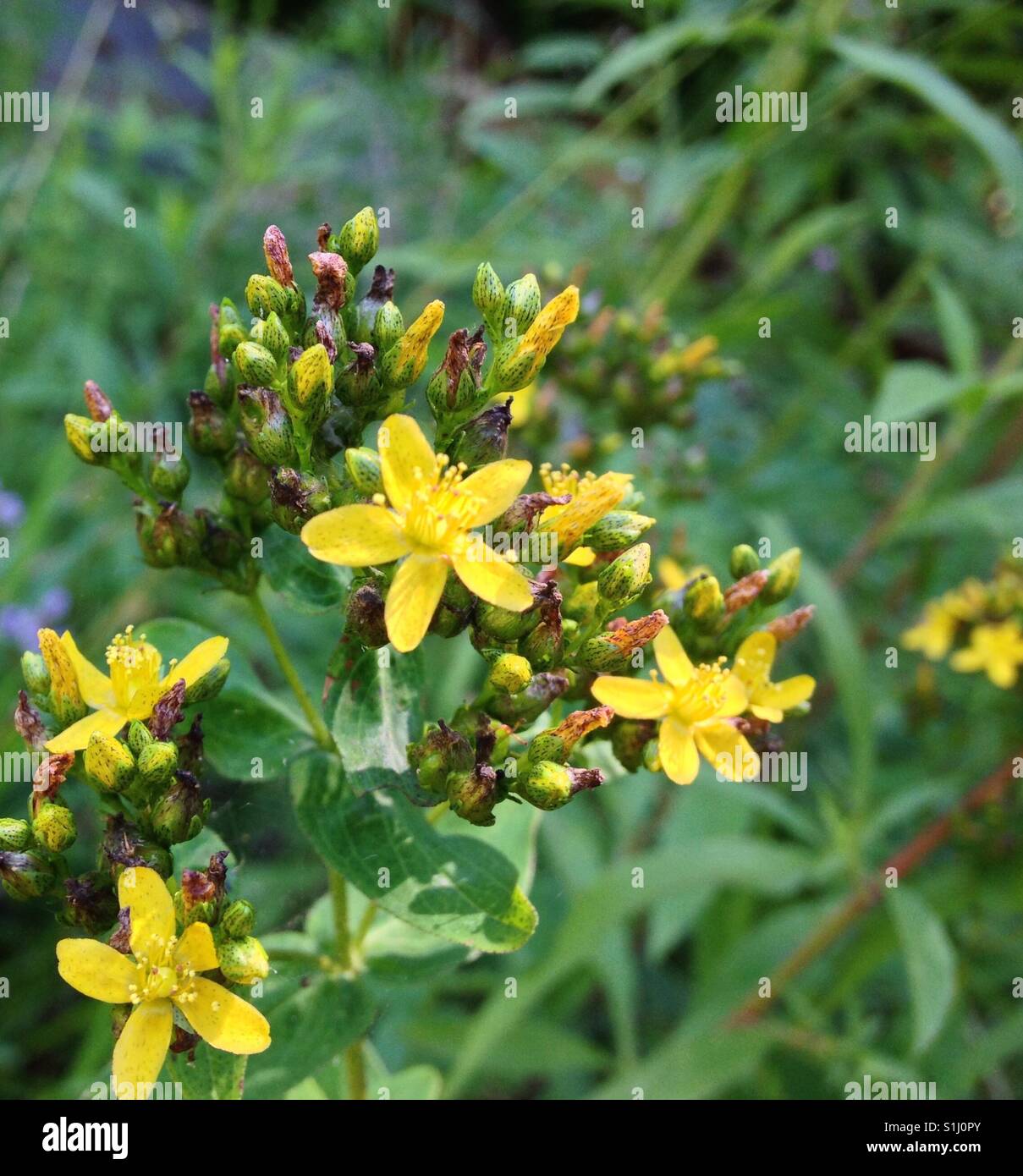Yellow fellow- yellow ditch wildflower in North Carolina Stock Photo ...