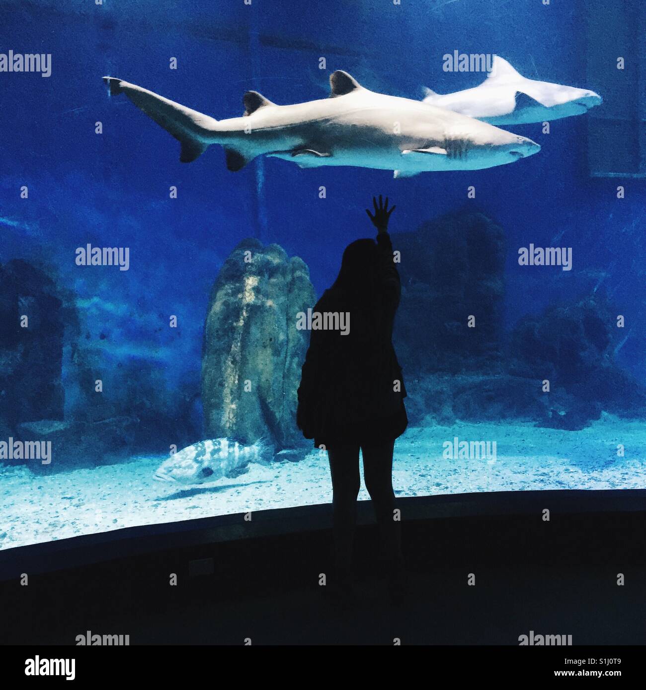 Beautiful creatures hi-res stock photography and images - Alamy