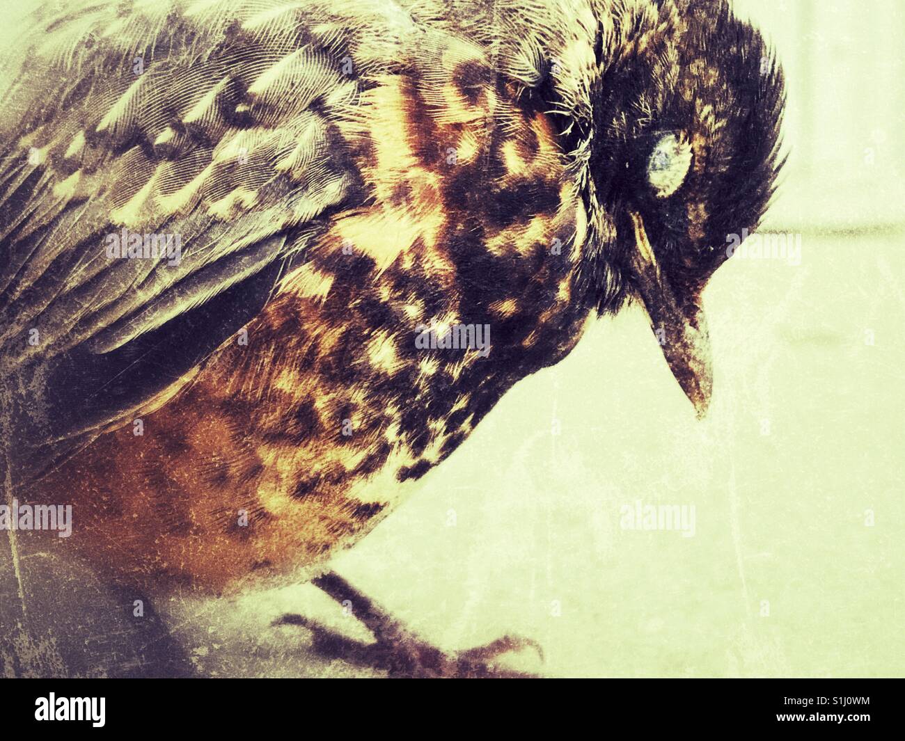 A little bird with its eyes closed Stock Photo - Alamy