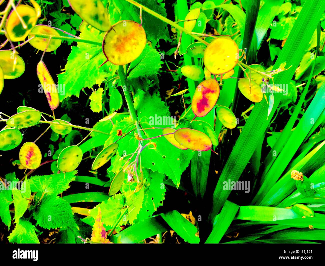 Nature green plant with circles Stock Photo - Alamy