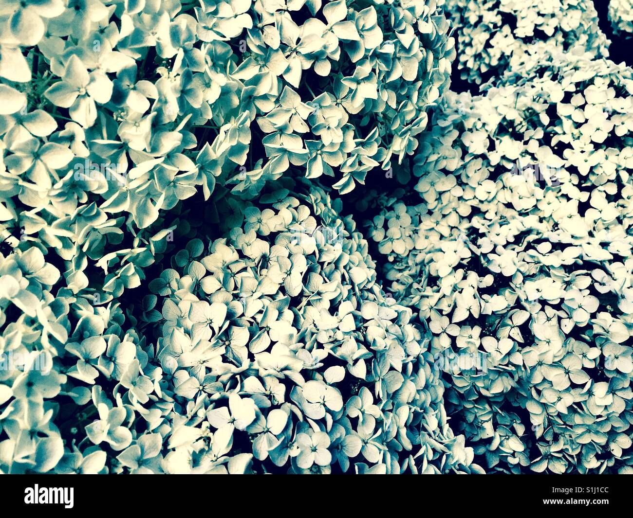 Globes of white hydrangea Stock Photo - Alamy