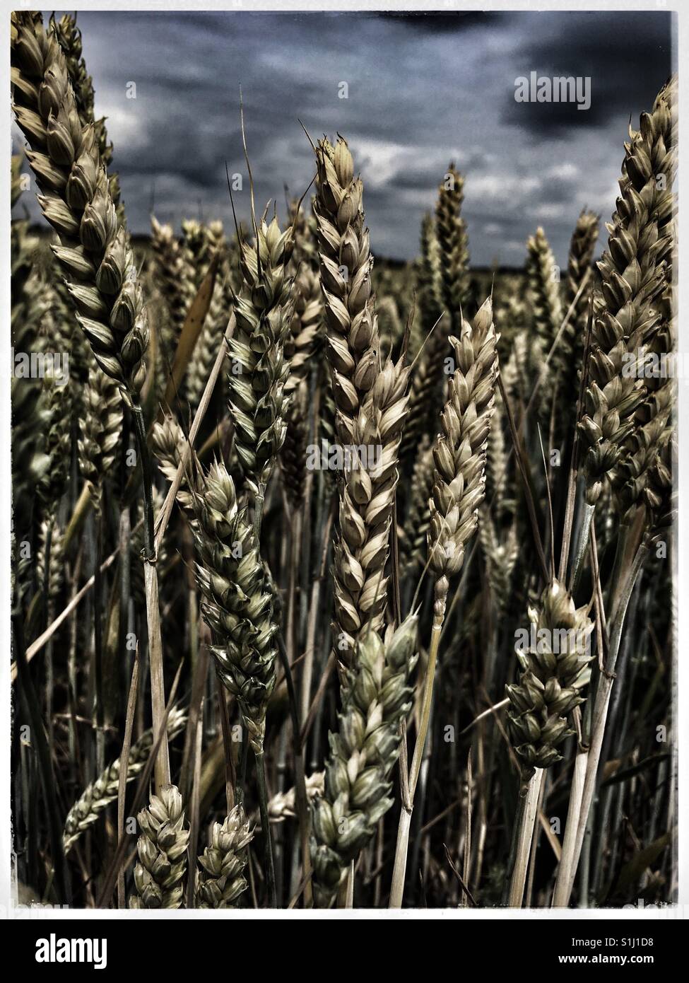Wheat Field in the evening Stock Photo - Alamy