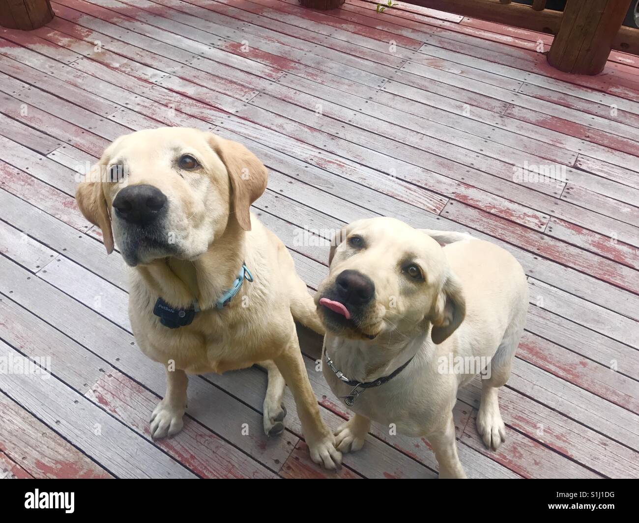 Best Buds High Resolution Stock Photography and Images - Alamy