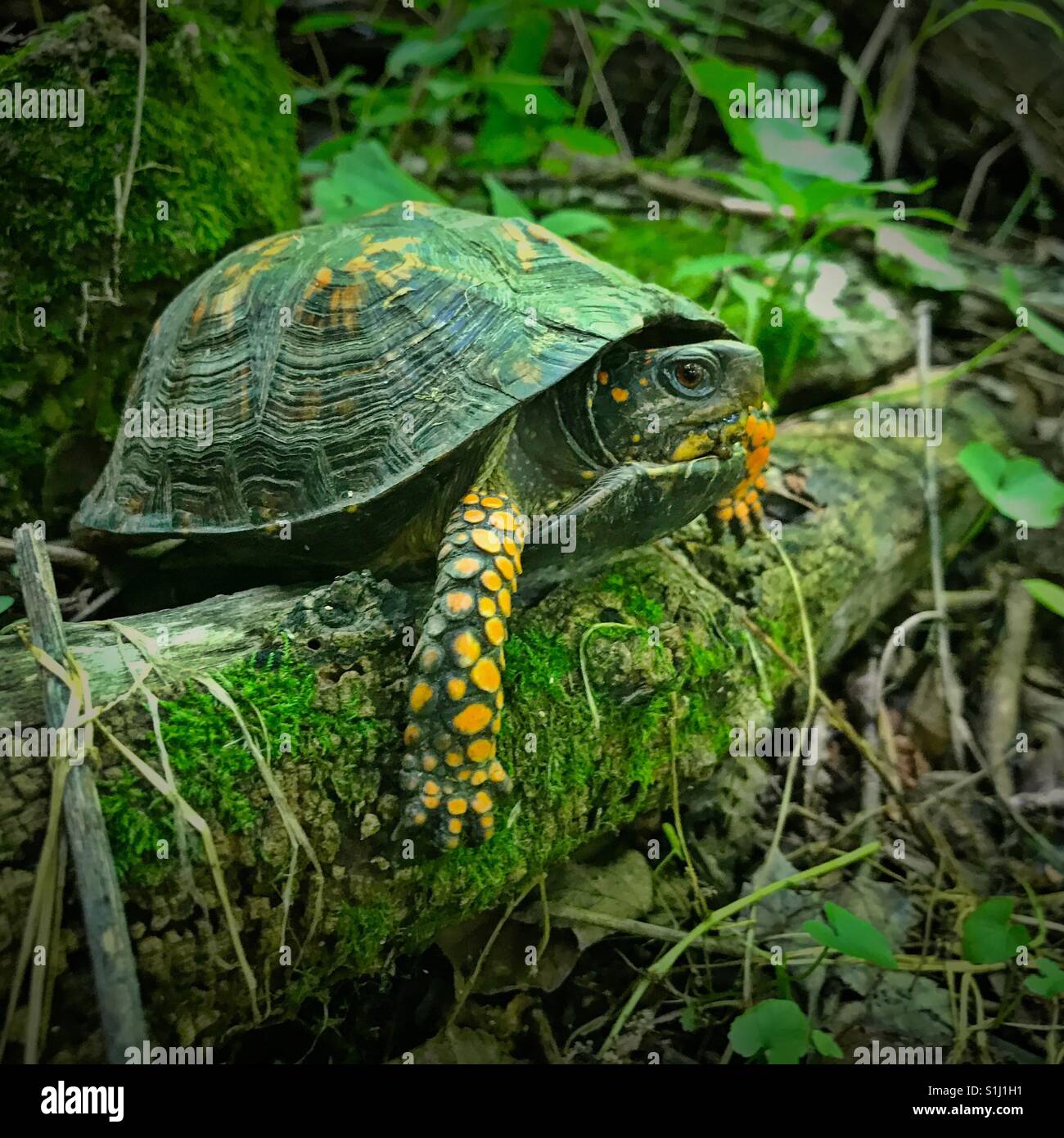 Turtle woods hi-res stock photography and images - Alamy