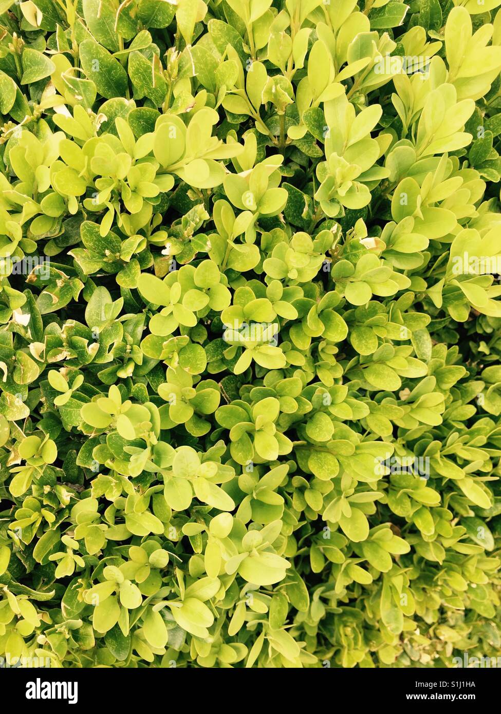 Green shrub close up Stock Photo - Alamy