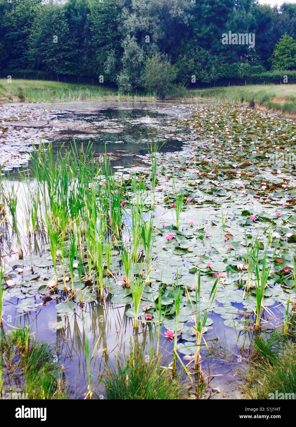 Perry Green High Resolution Stock Photography and Images - Alamy