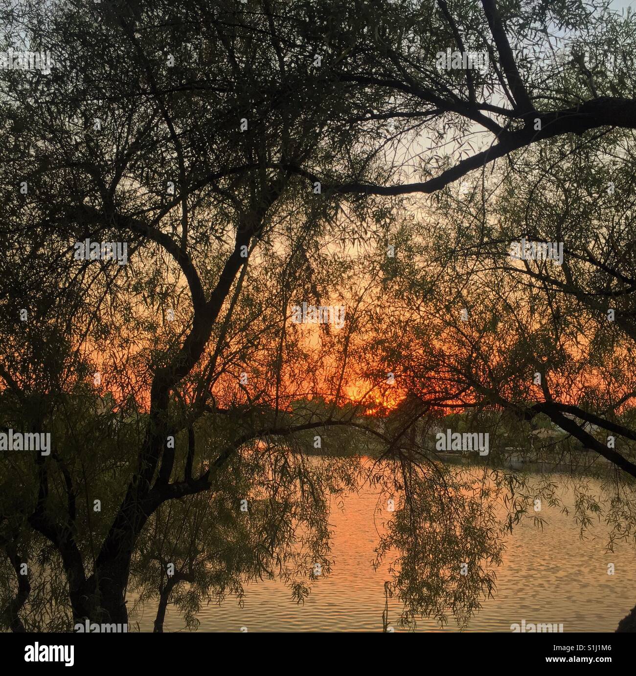 Sunset, trees and desert in Arizona Stock Photo - Alamy