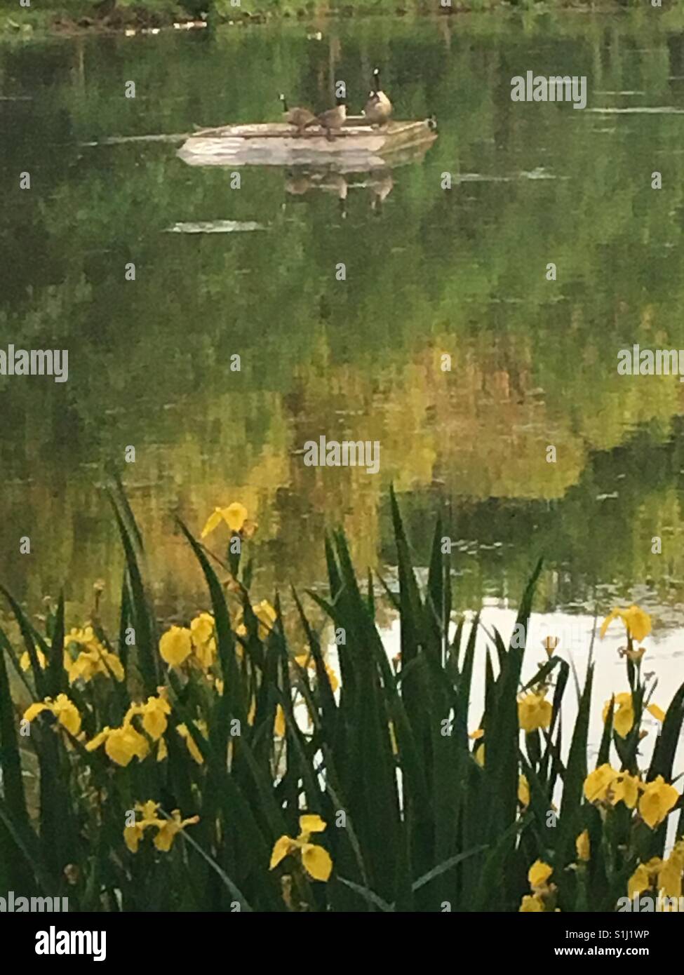 Springtime ducks hi-res stock photography and images - Alamy