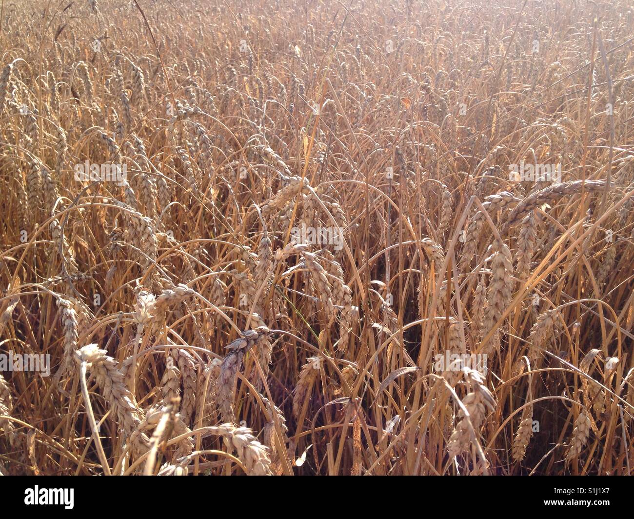 Waves of wheat hi-res stock photography and images - Alamy