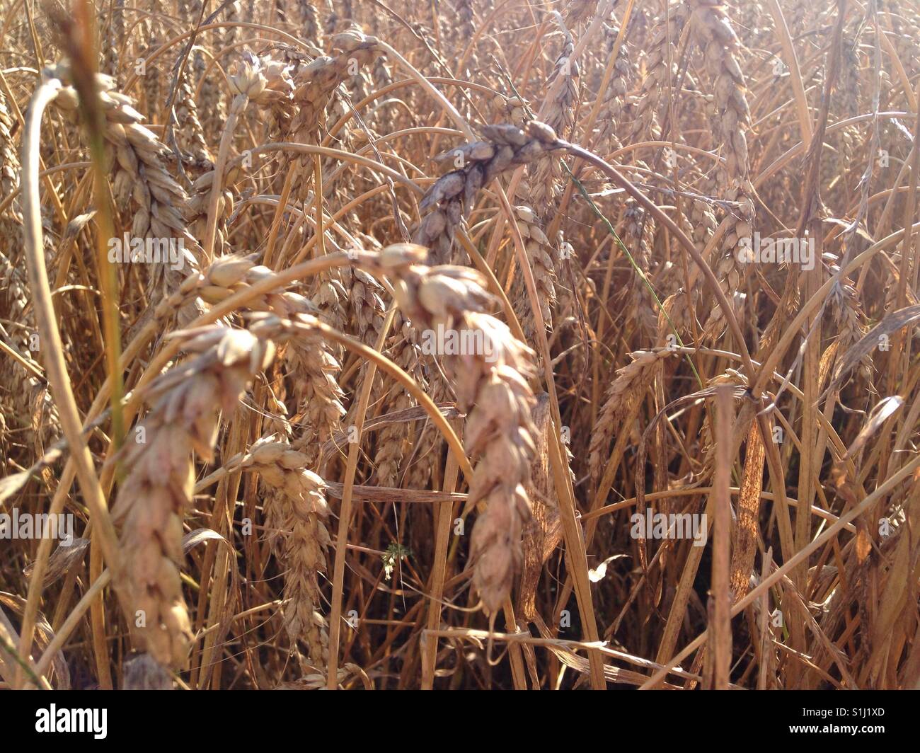 Noonday sun hi-res stock photography and images - Alamy