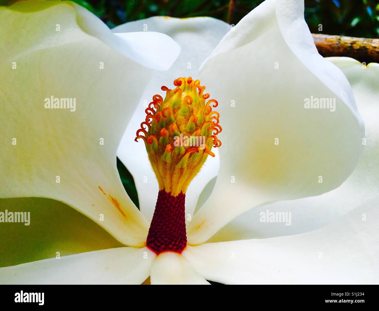 White Ficus flower close up Stock Photo - Alamy