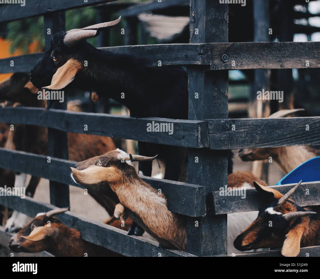 Goat fence hi-res stock photography and images - Alamy
