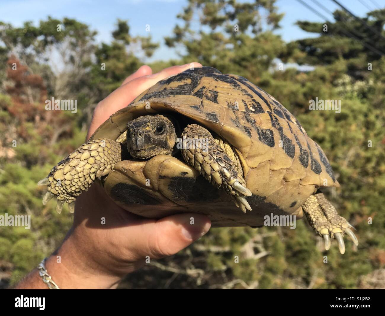 Turtle man hi-res stock photography and images - Alamy
