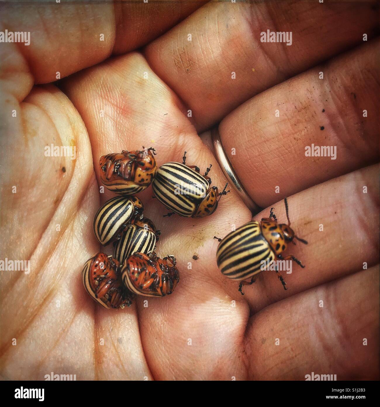 Colorado potato beetles in hand Stock Photo - Alamy