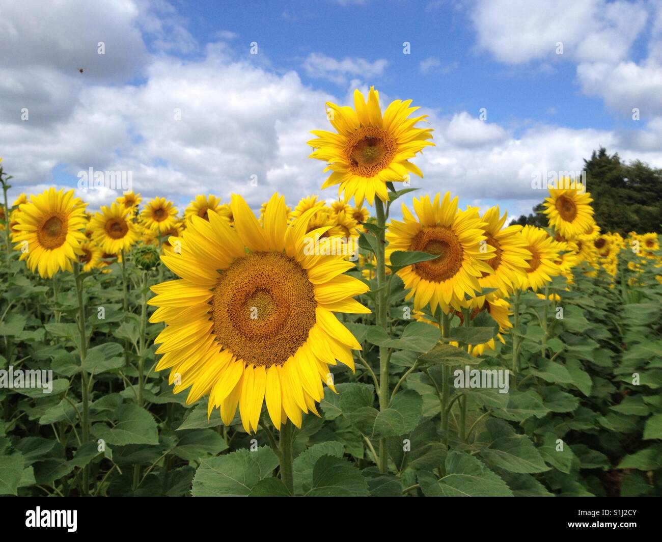 Sunflowers fiels hi-res stock photography and images - Alamy