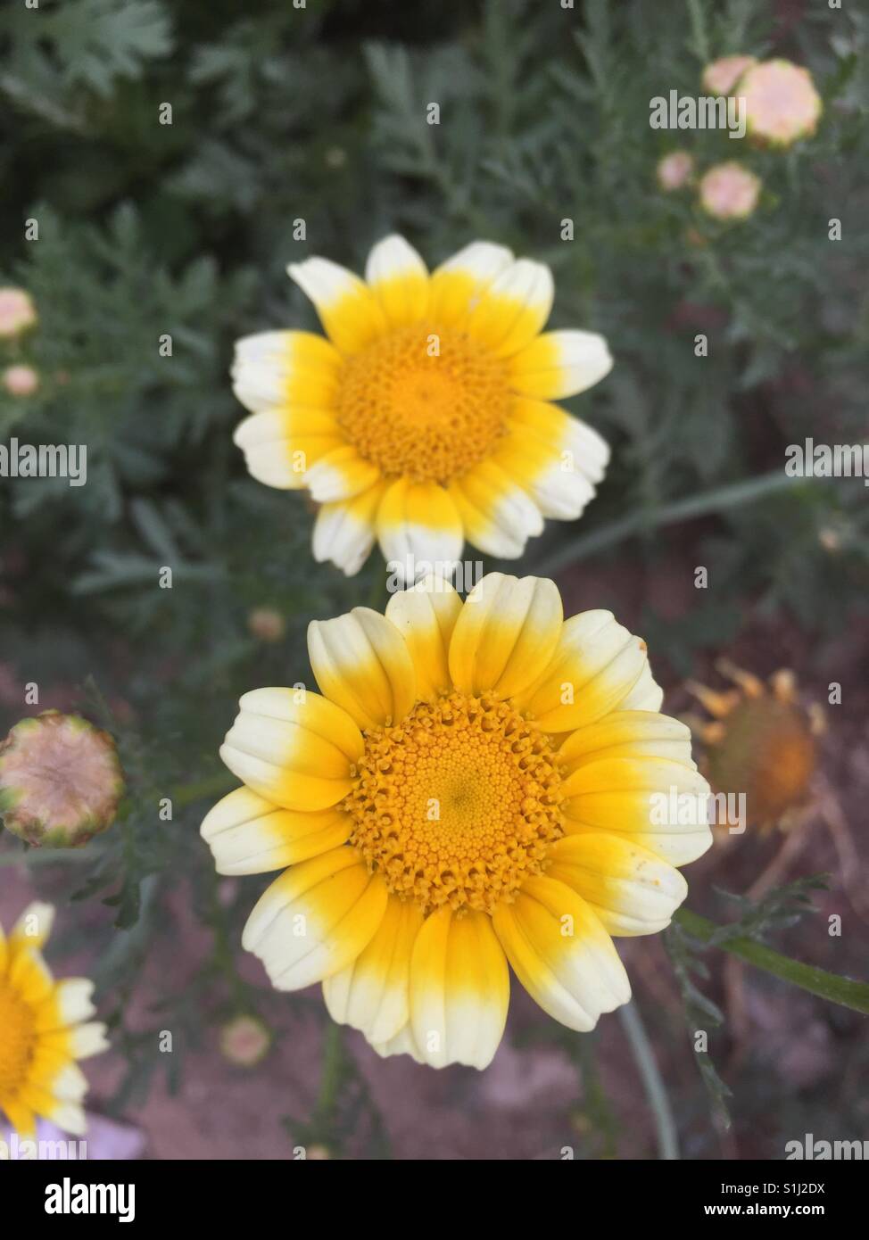 Chrysanthemum coronarium var. spatiosum, Crown Daisy Blooming outsides ...