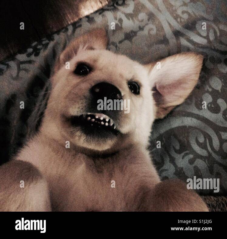 Smile puppy hi-res stock photography and images - Alamy