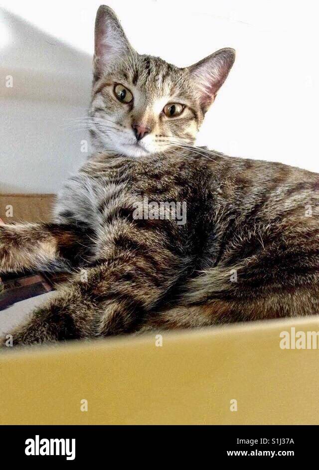 Portrait of beautiful domestic or american shorthair tabby cat with ...