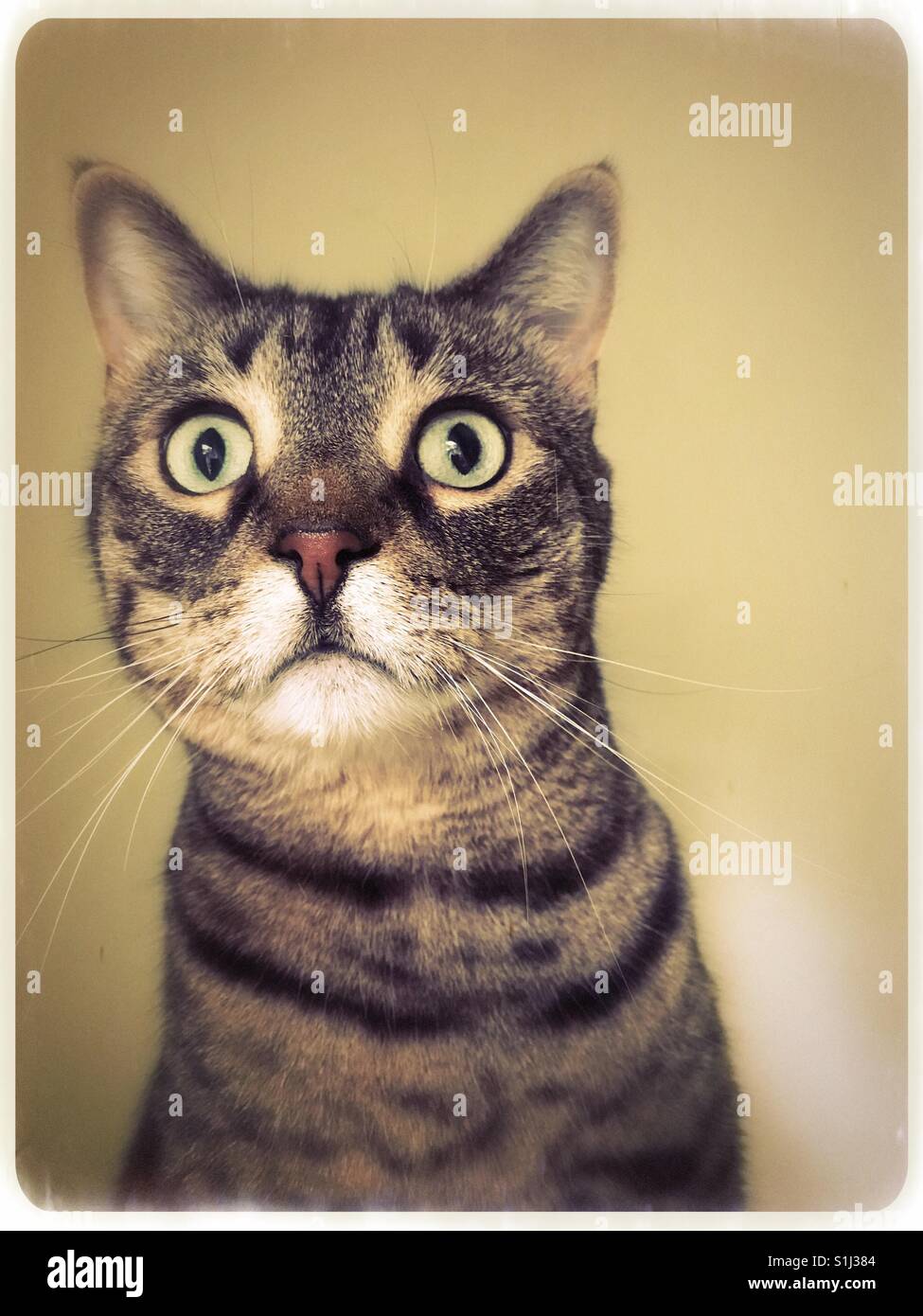 Tabby cat on high alert Stock Photo - Alamy